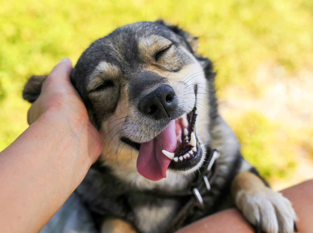 Truth as a Disruptive Force in the Pet Industry – Pawville