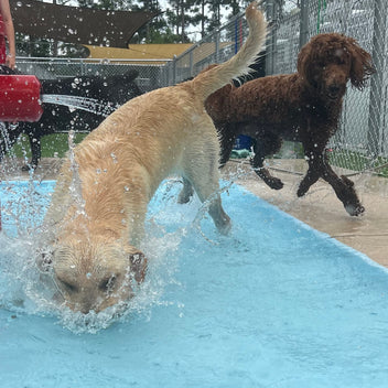 Pawleys – Pawville